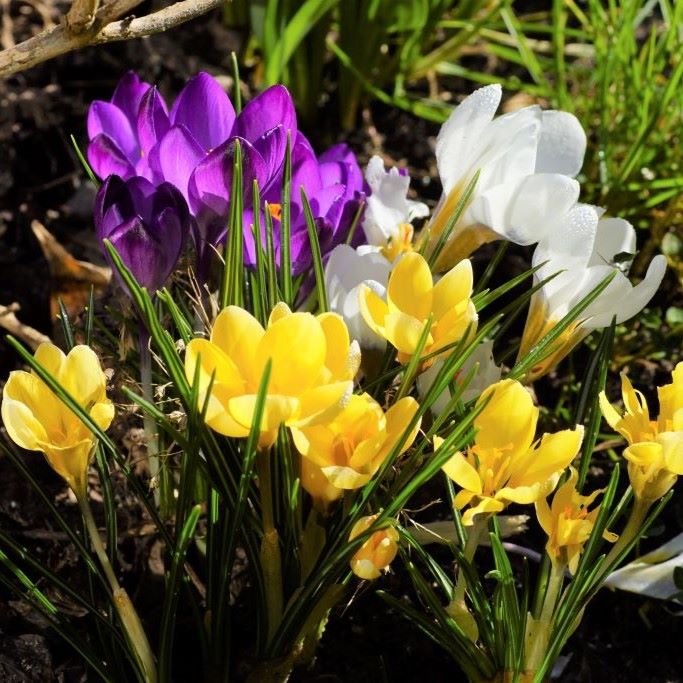 Crocus species Mix - ORG | Natural Bulbs